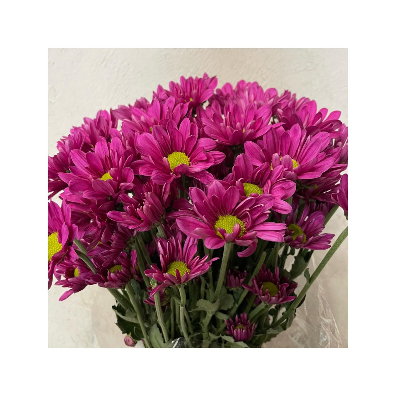 Maules – Flores Amaranta