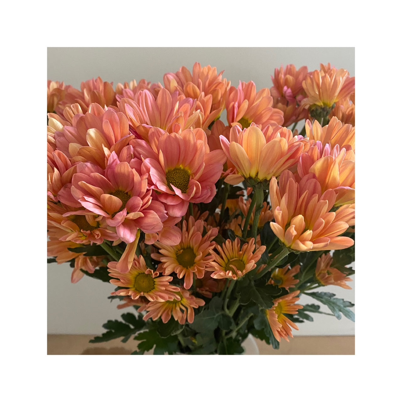 Flores Naturales – Flores Amaranta