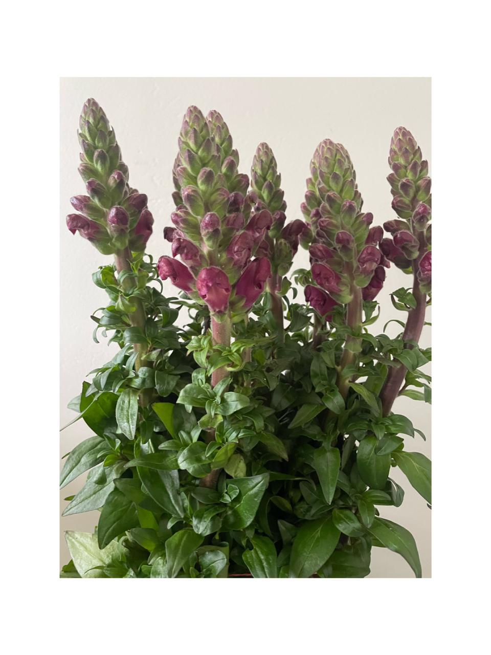 Perritos – Flores Amaranta