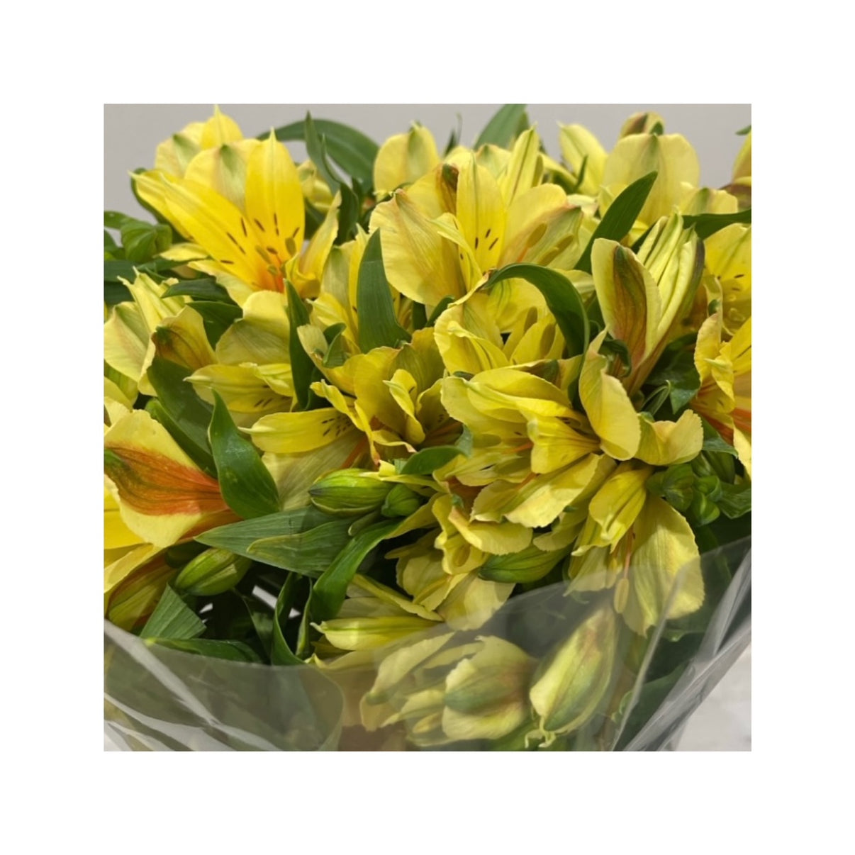 Alstroemerias amarillas – Flores Amaranta