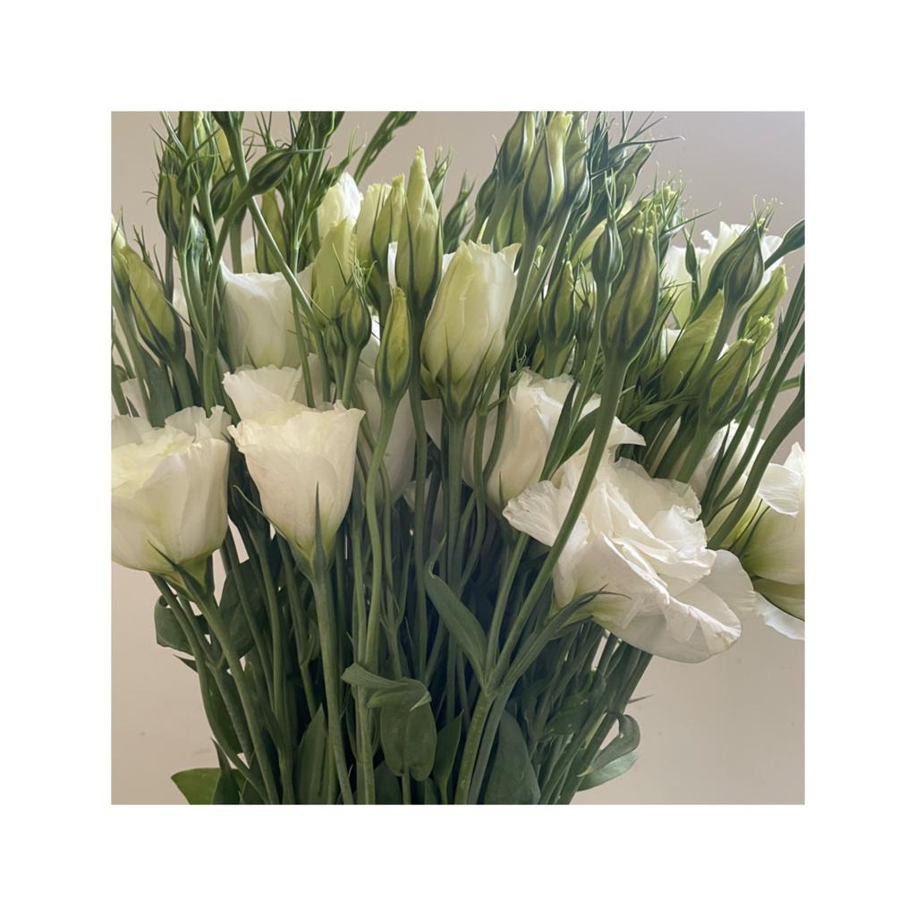 Lisianthus blanco – Flores Amaranta