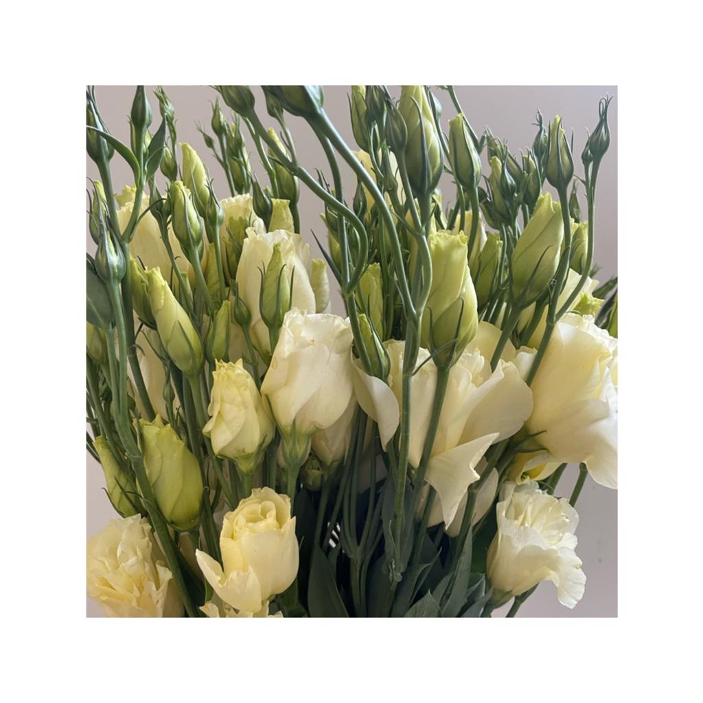 Lisianthus crema – Flores Amaranta