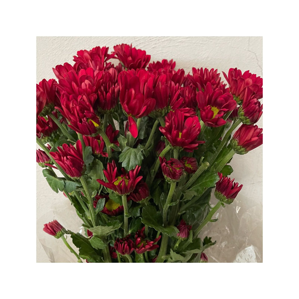 Maules pompón rojo – Flores Amaranta
